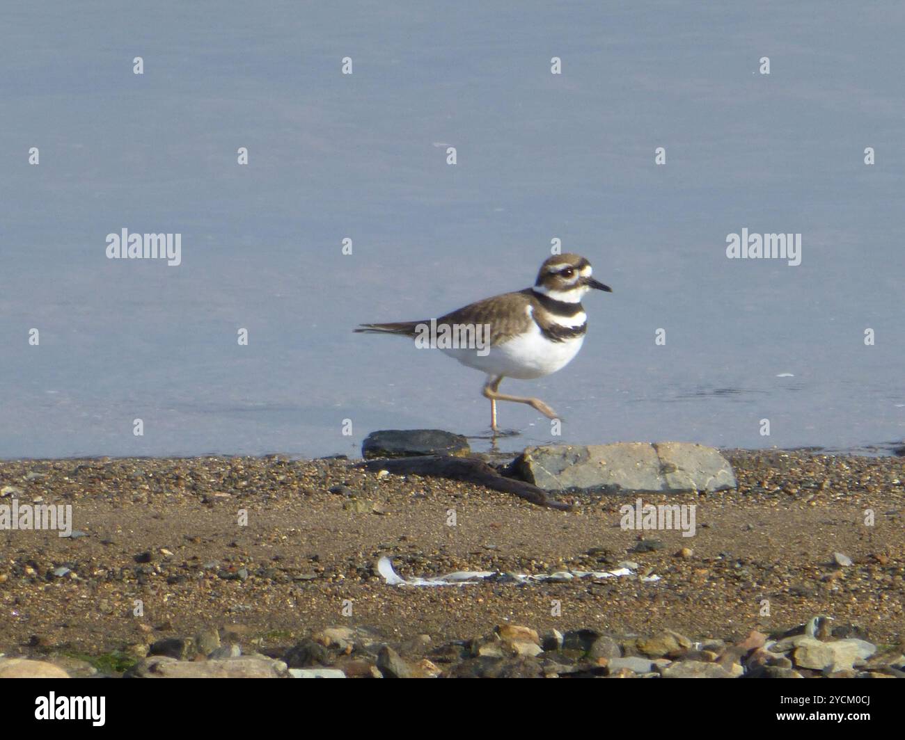 Killdeer (Charadrius vociferus) Aves Stock Photo - Alamy