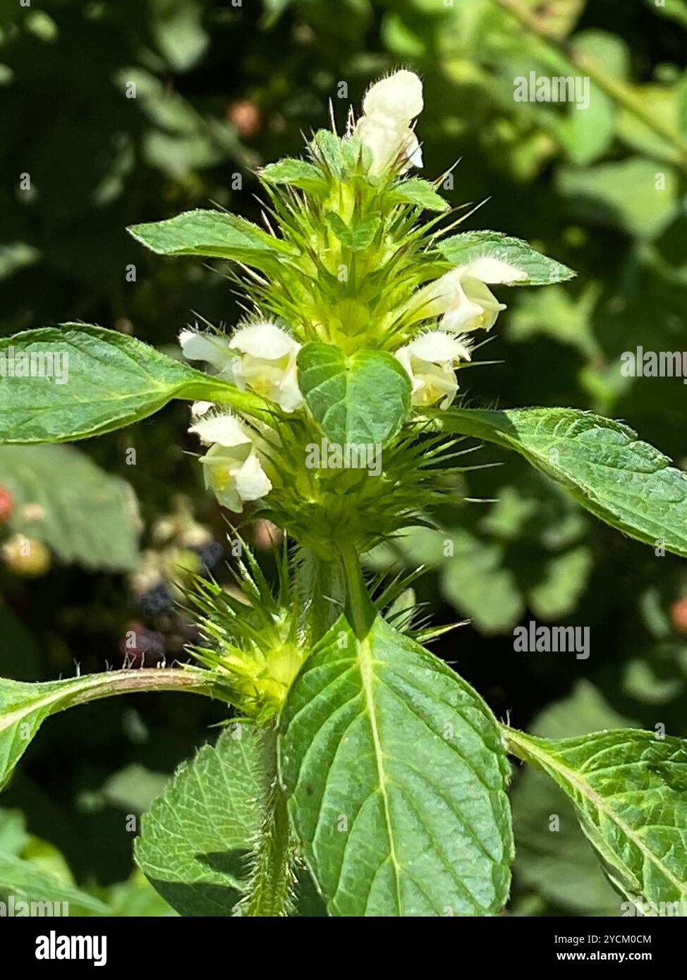 Common hemp-nettle (Galeopsis tetrahit) Plantae Stock Photo - Alamy