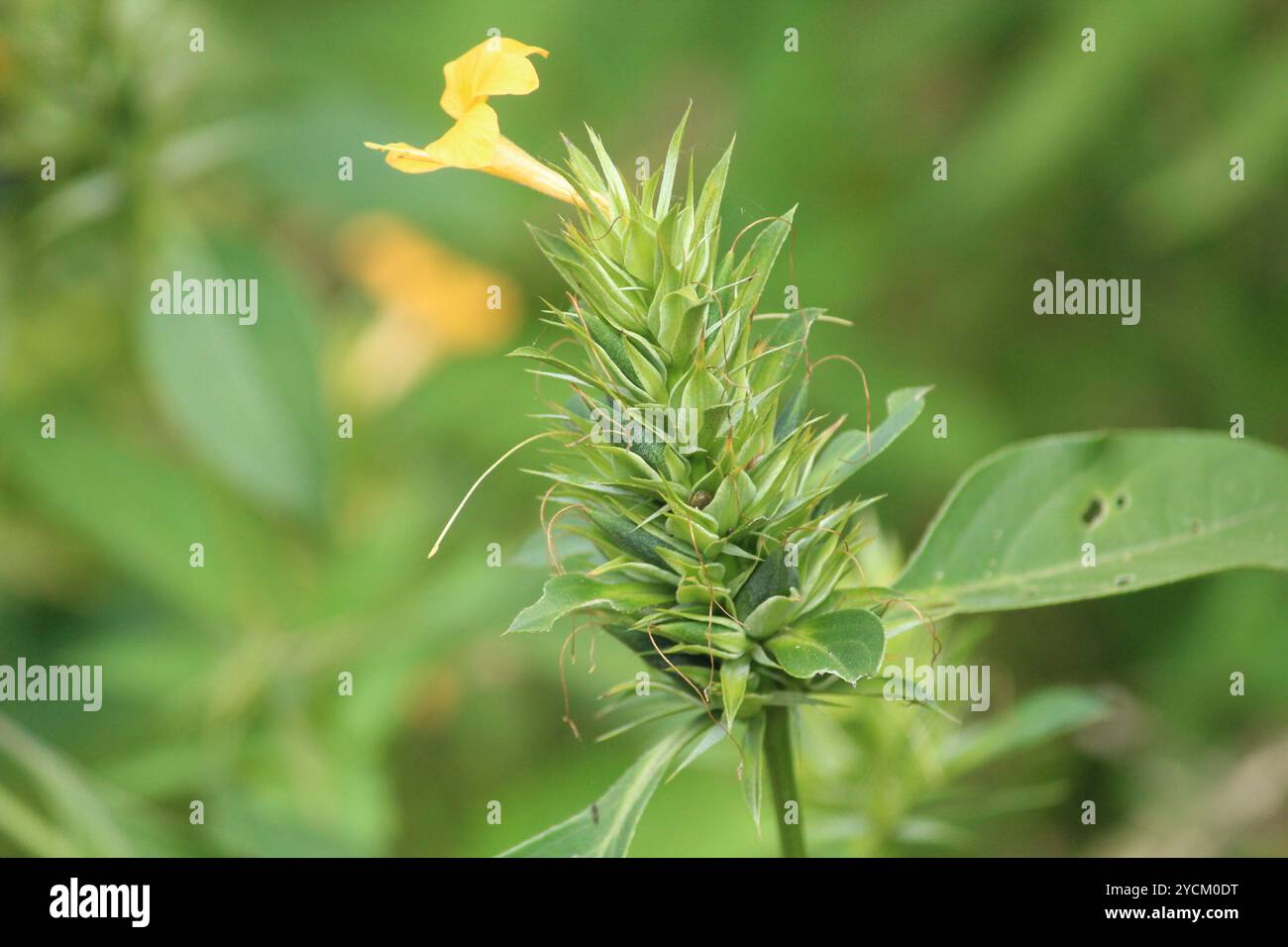 porcupine flower (Barleria prionitis) Plantae Stock Photo - Alamy