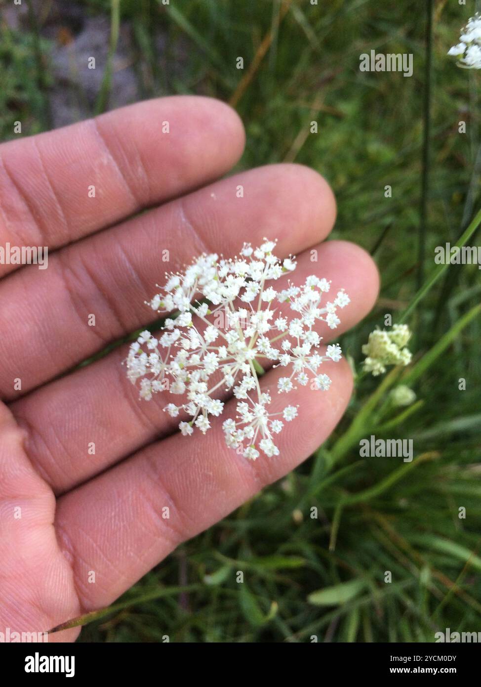 yampahs (Perideridia) Plantae Stock Photo - Alamy