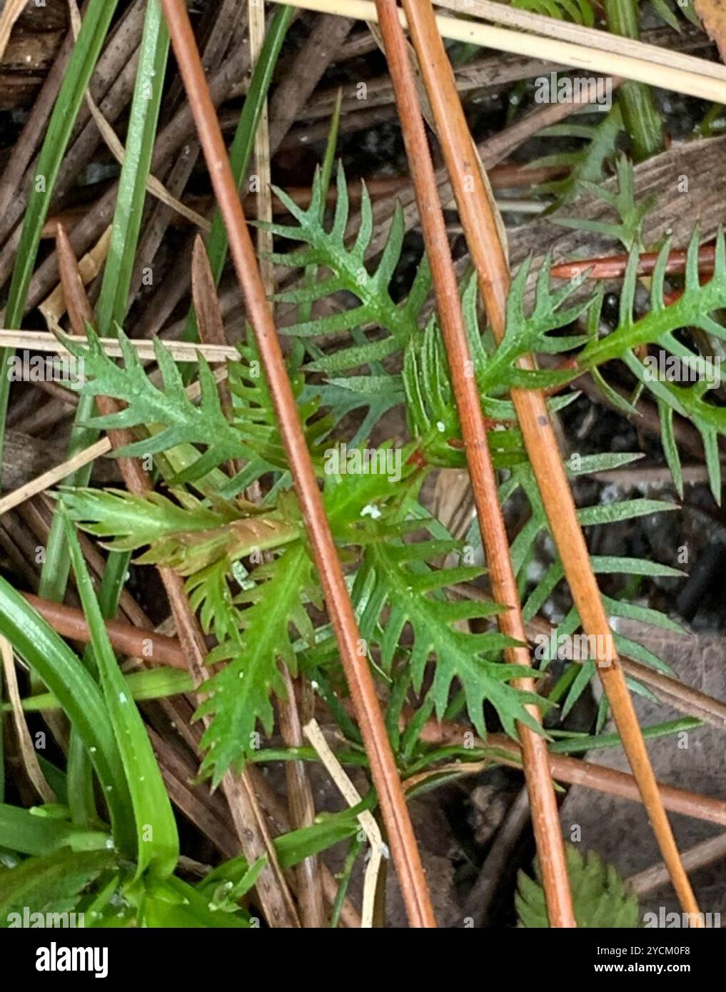 combleaf mermaidweed (Proserpinaca pectinata) Plantae Stock Photo - Alamy
