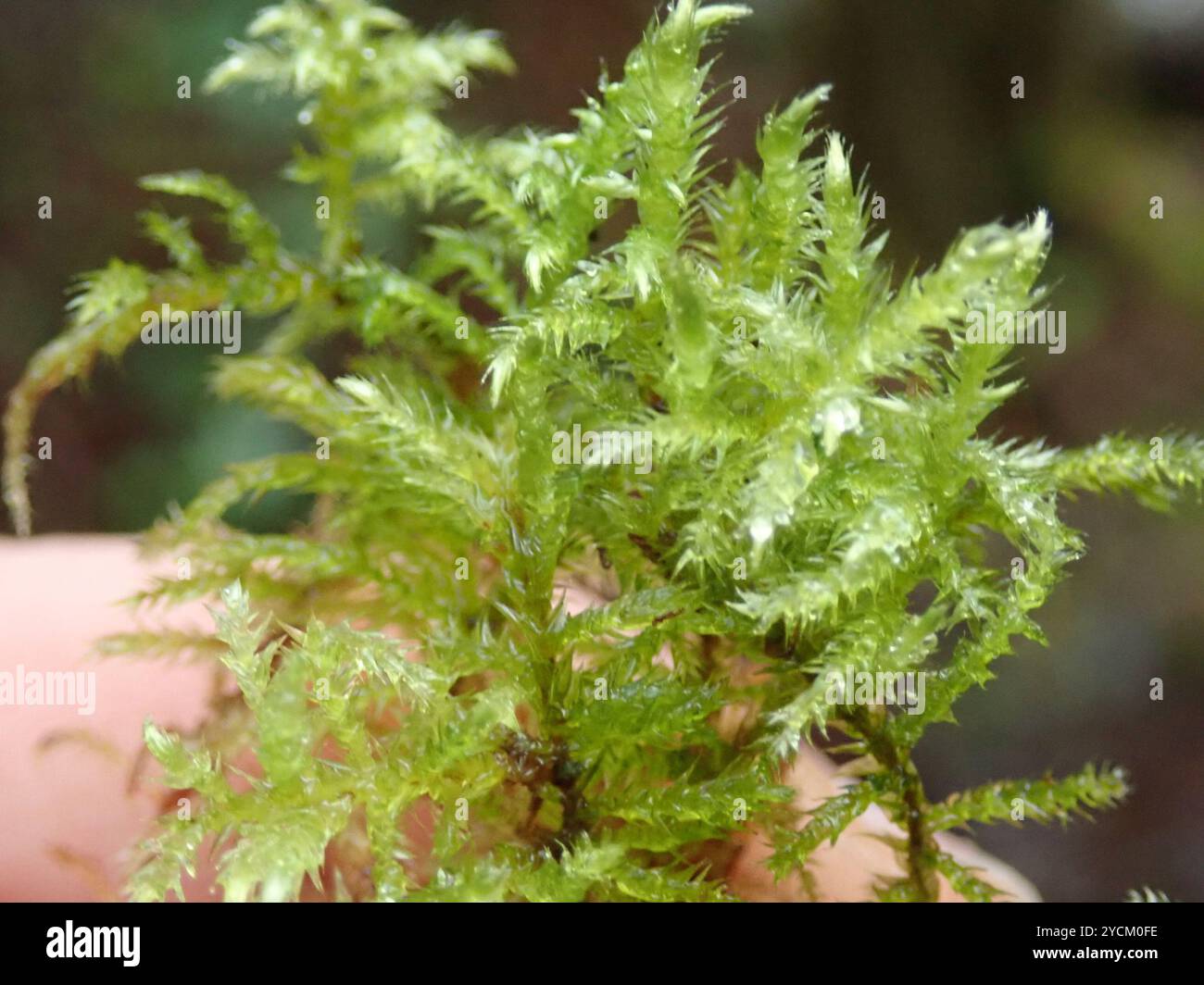 cold brachythecium moss (Brachythecium frigidum) Plantae Stock Photo ...