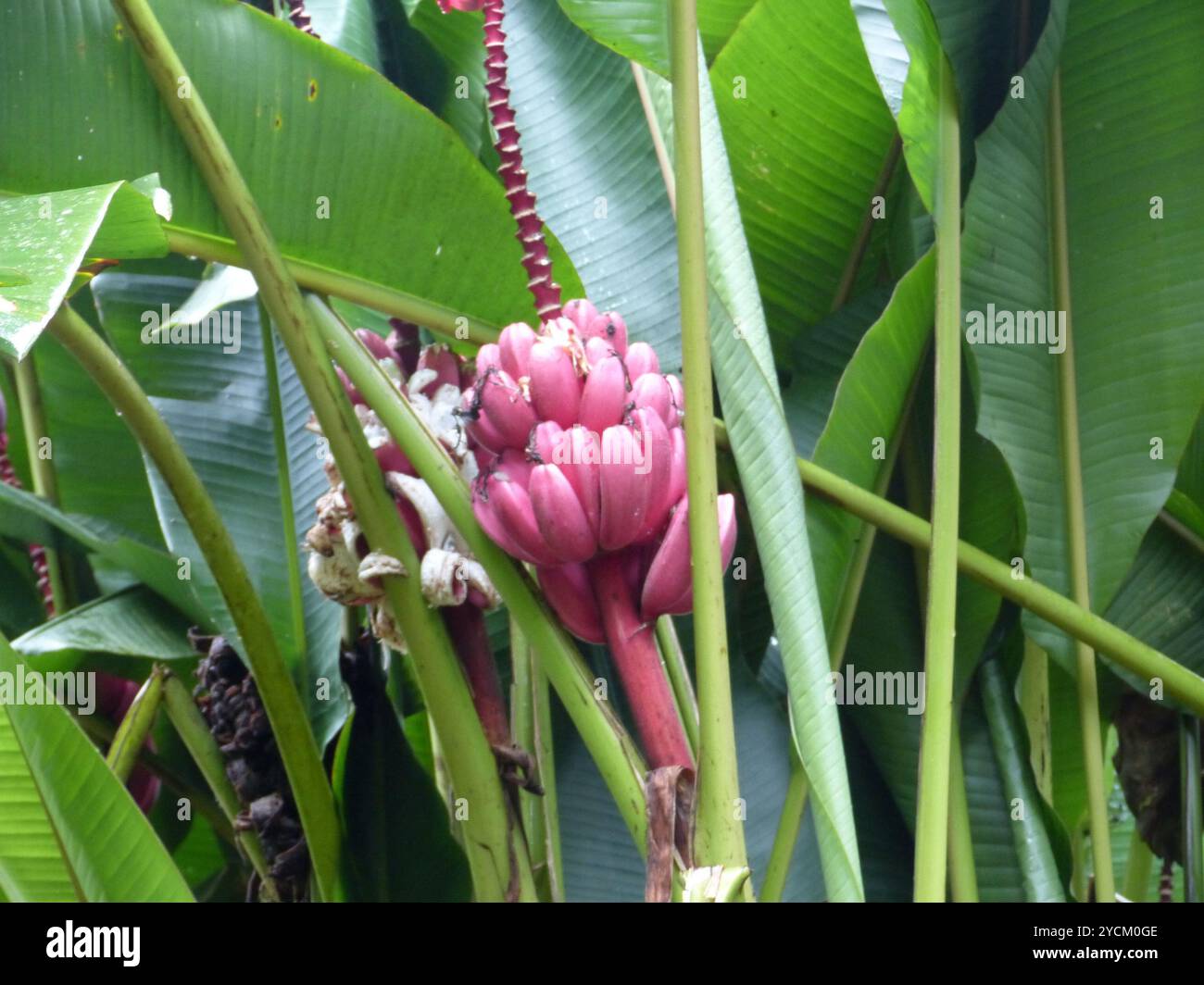Pink Banana (Musa velutina) Plantae Stock Photo - Alamy