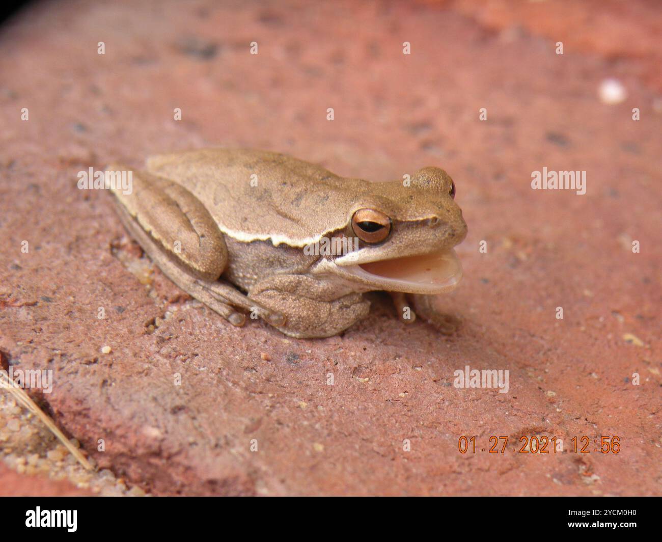 Montevideo Tree Frog (Boana pulchella) Amphibia Stock Photo - Alamy