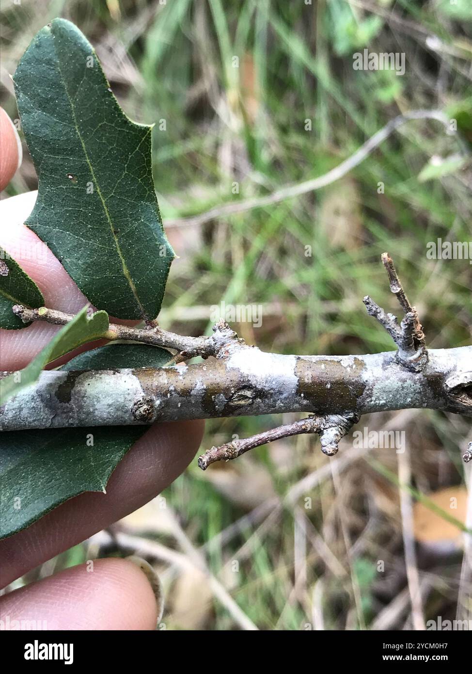 Texas live oak (Quercus fusiformis) Plantae Stock Photo - Alamy