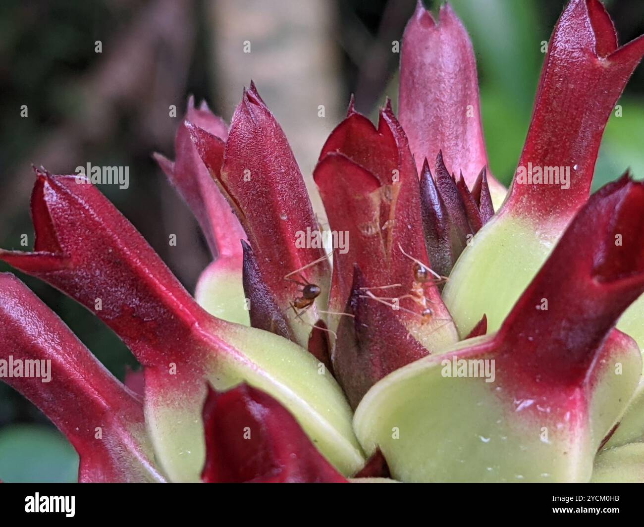 Yellow Crazy Ant (Anoplolepis gracilipes) Insecta Stock Photo - Alamy