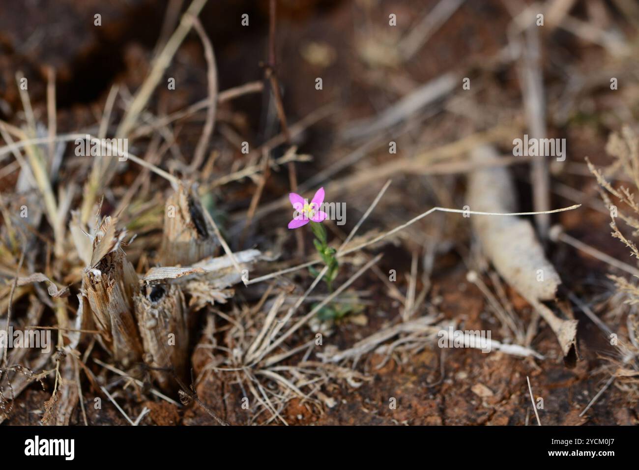 Lesser Centaury (Centaurium pulchellum) Plantae Stock Photo - Alamy