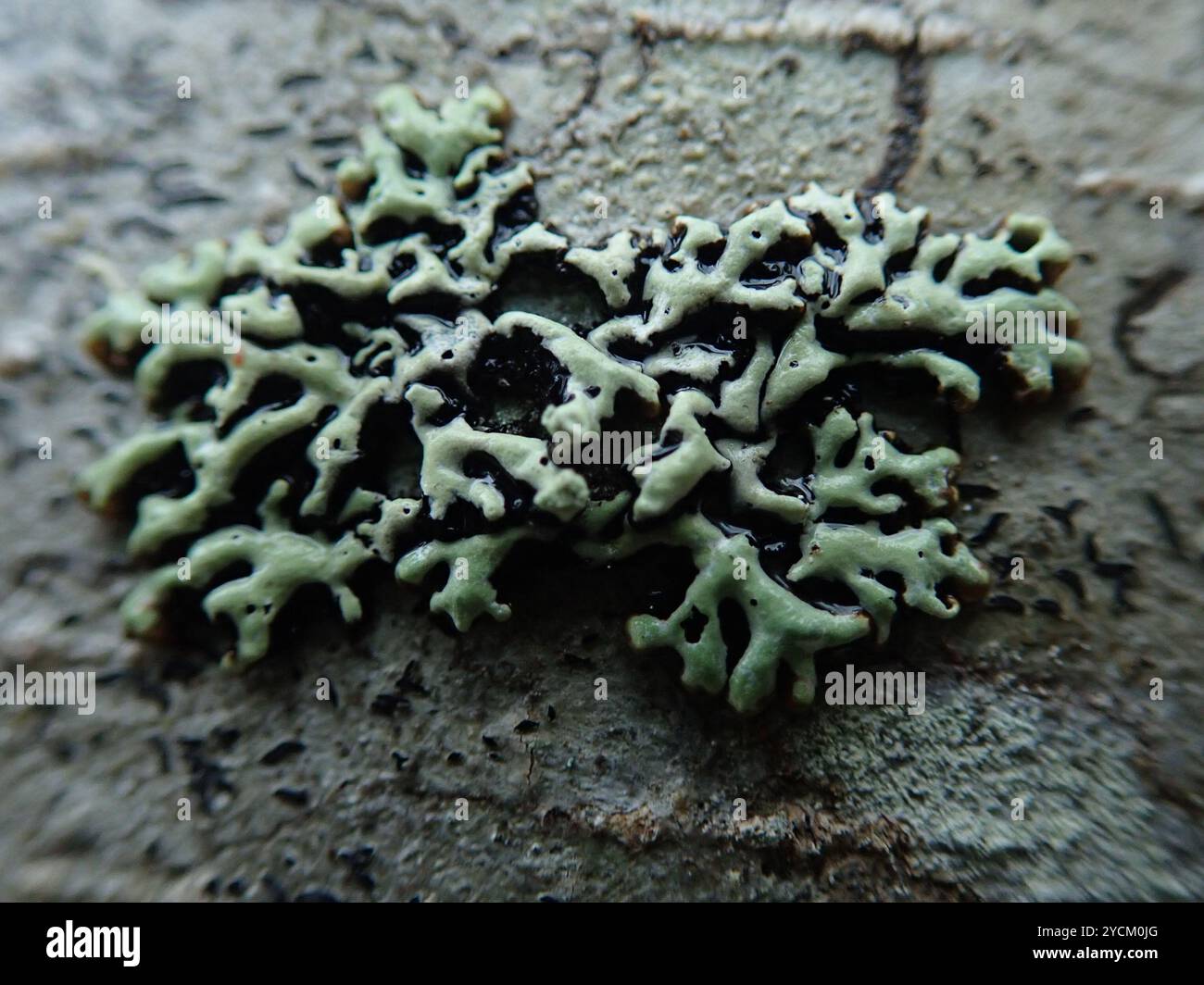 Tree Flute Lichen (Menegazzia subsimilis) Fungi Stock Photo - Alamy