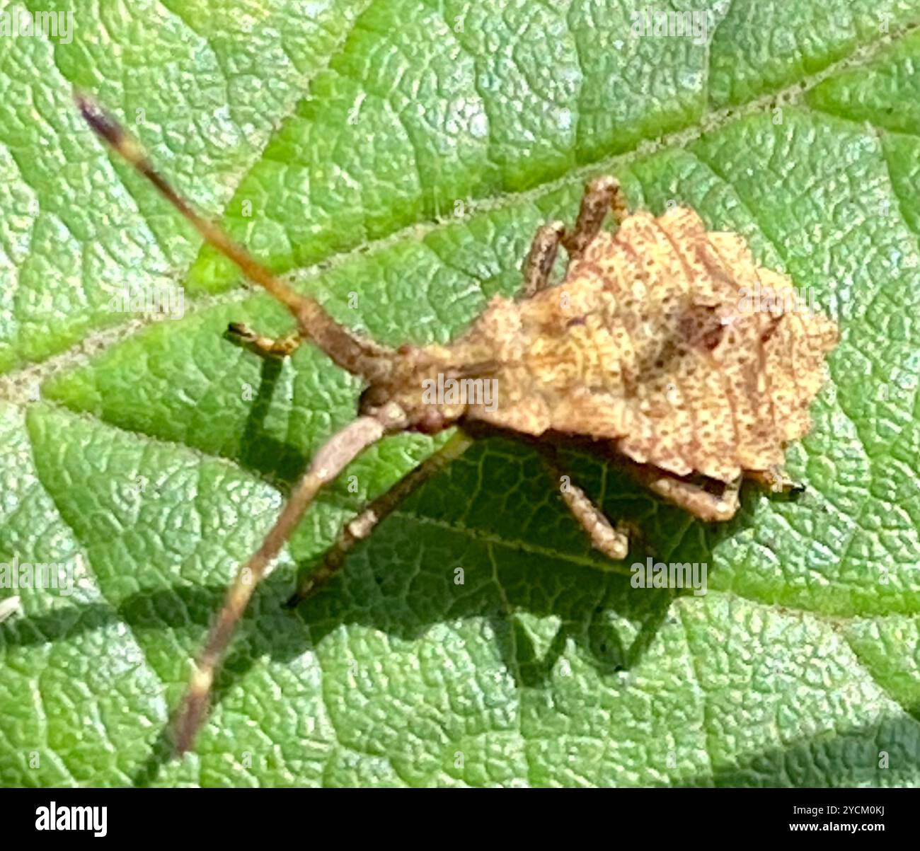 Dock Bug (Coreus marginatus) Insecta Stock Photo - Alamy