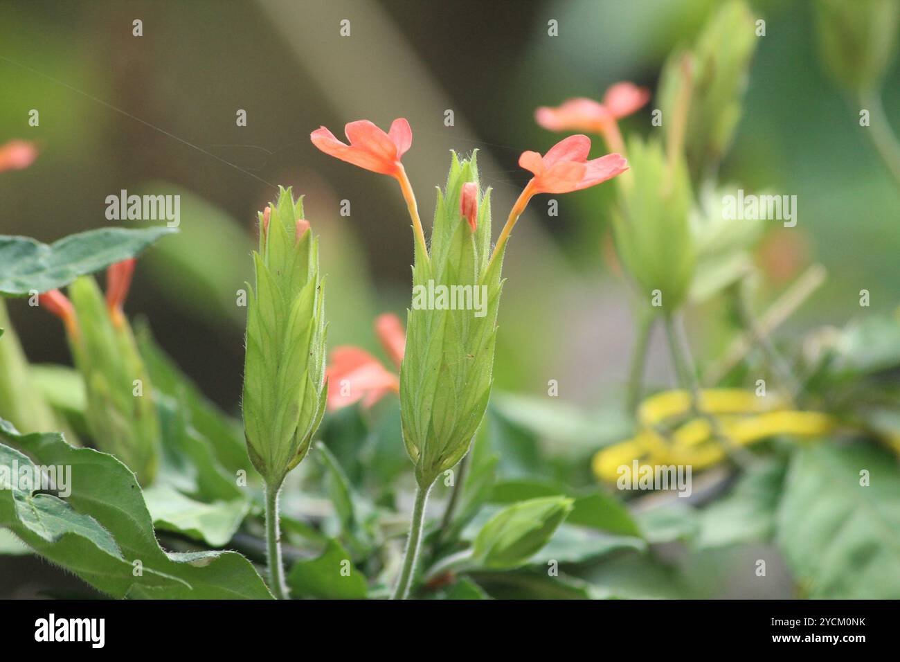 Crossandra infundibuliformis firecracker flower hi-res stock photography and images - Alamy