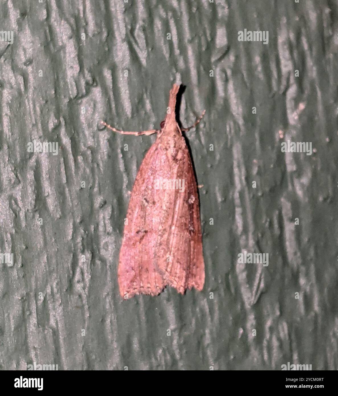 California Cloverworm Moth (Hypena californica) Insecta Stock Photo - Alamy