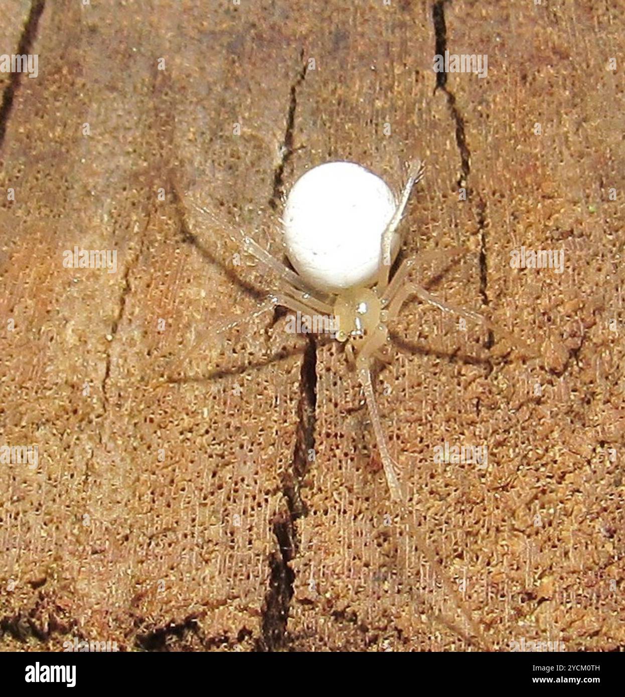 Typical Cobweb Spiders (Theridion) Arachnida Stock Photo - Alamy