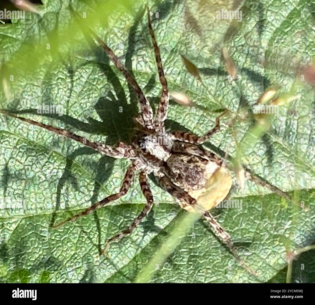 Common Forest Wolf Spider Complex (Pardosa lugubris) Arachnida Stock ...