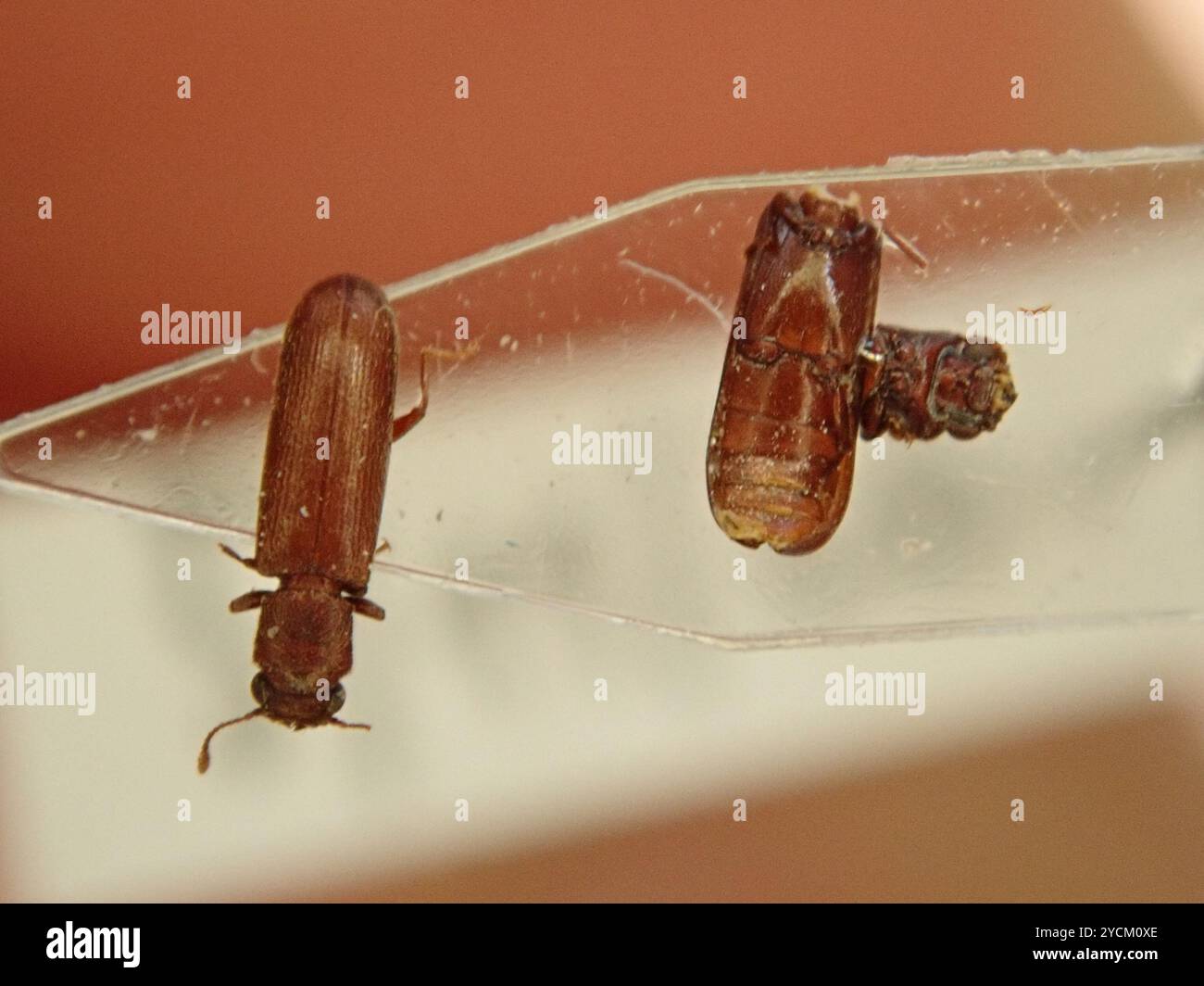 Powder Post Beetle (Lyctus brunneus) Insecta Stock Photo - Alamy