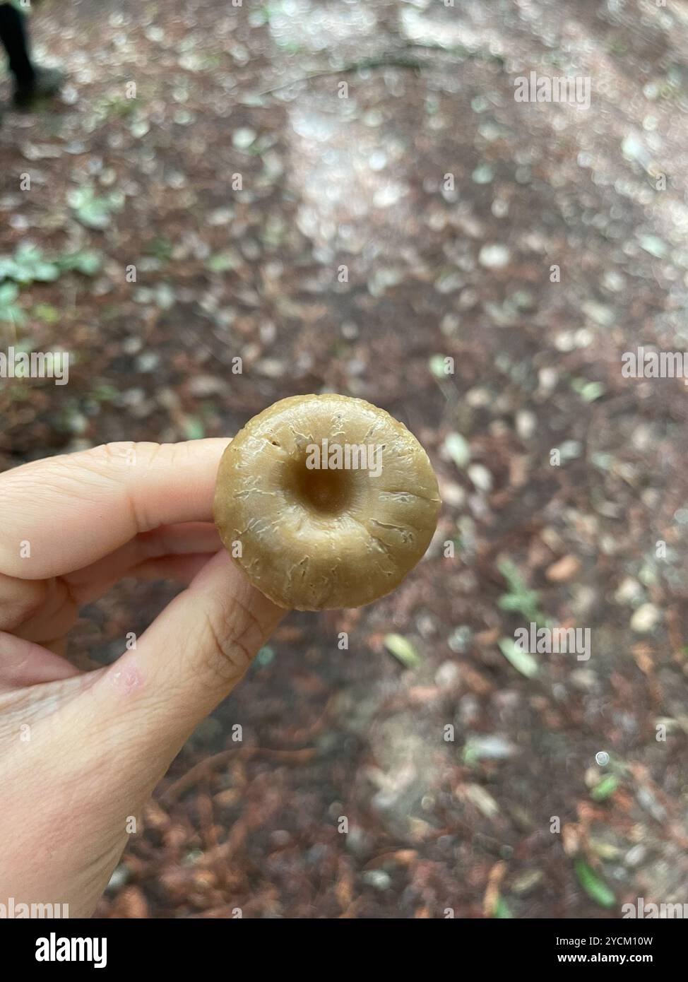 Fragrant Funnel (Clitocybe fragrans) Fungi Stock Photo - Alamy