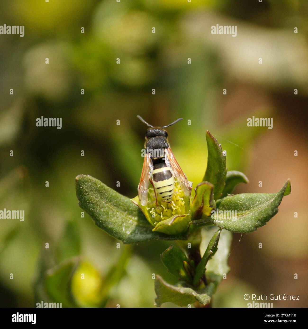 (Pachodynerus peruensis) Insecta Stock Photo - Alamy