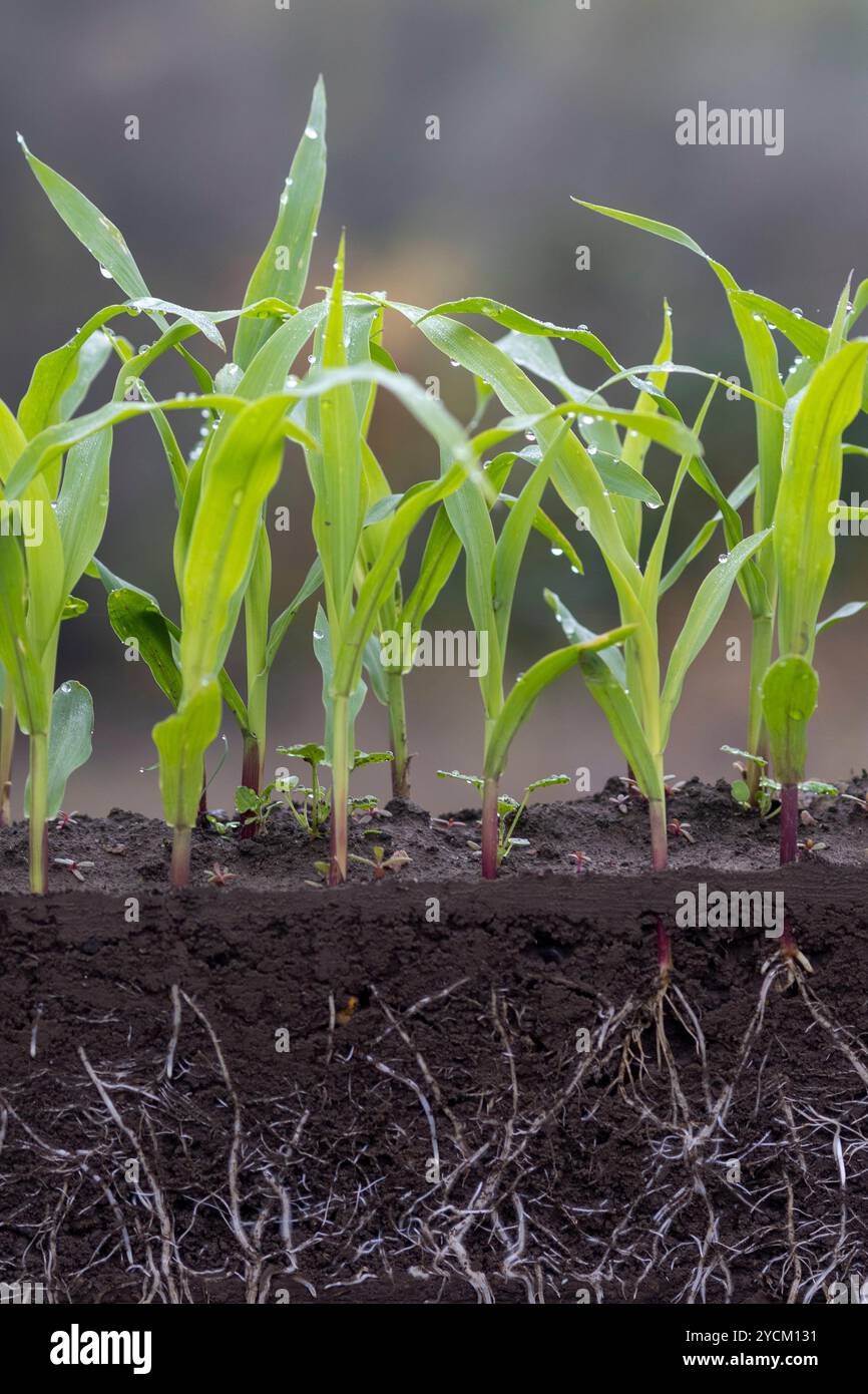 Young corn plants roots hi-res stock photography and images - Alamy