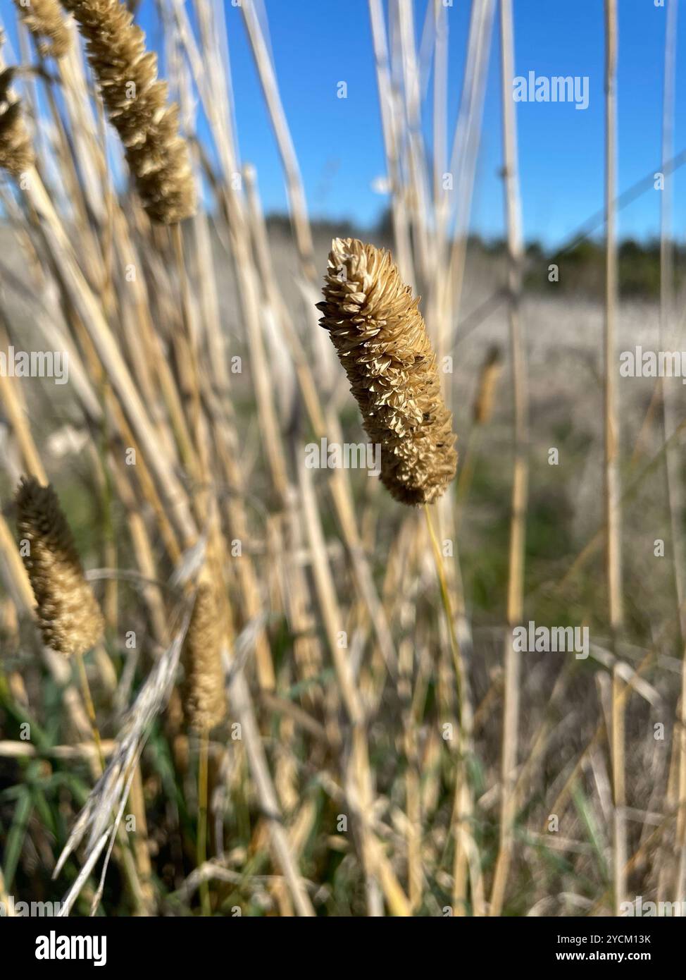 Phalaris aquatica hi-res stock photography and images - Alamy