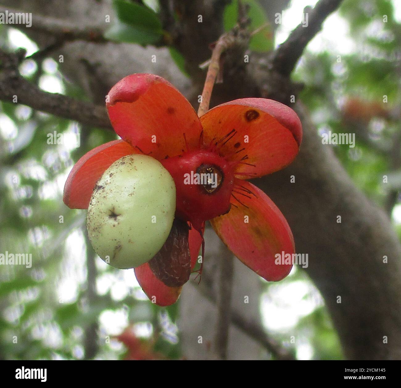 Boat-Fruited Ochna (Ochna inermis) Plantae Stock Photo - Alamy
