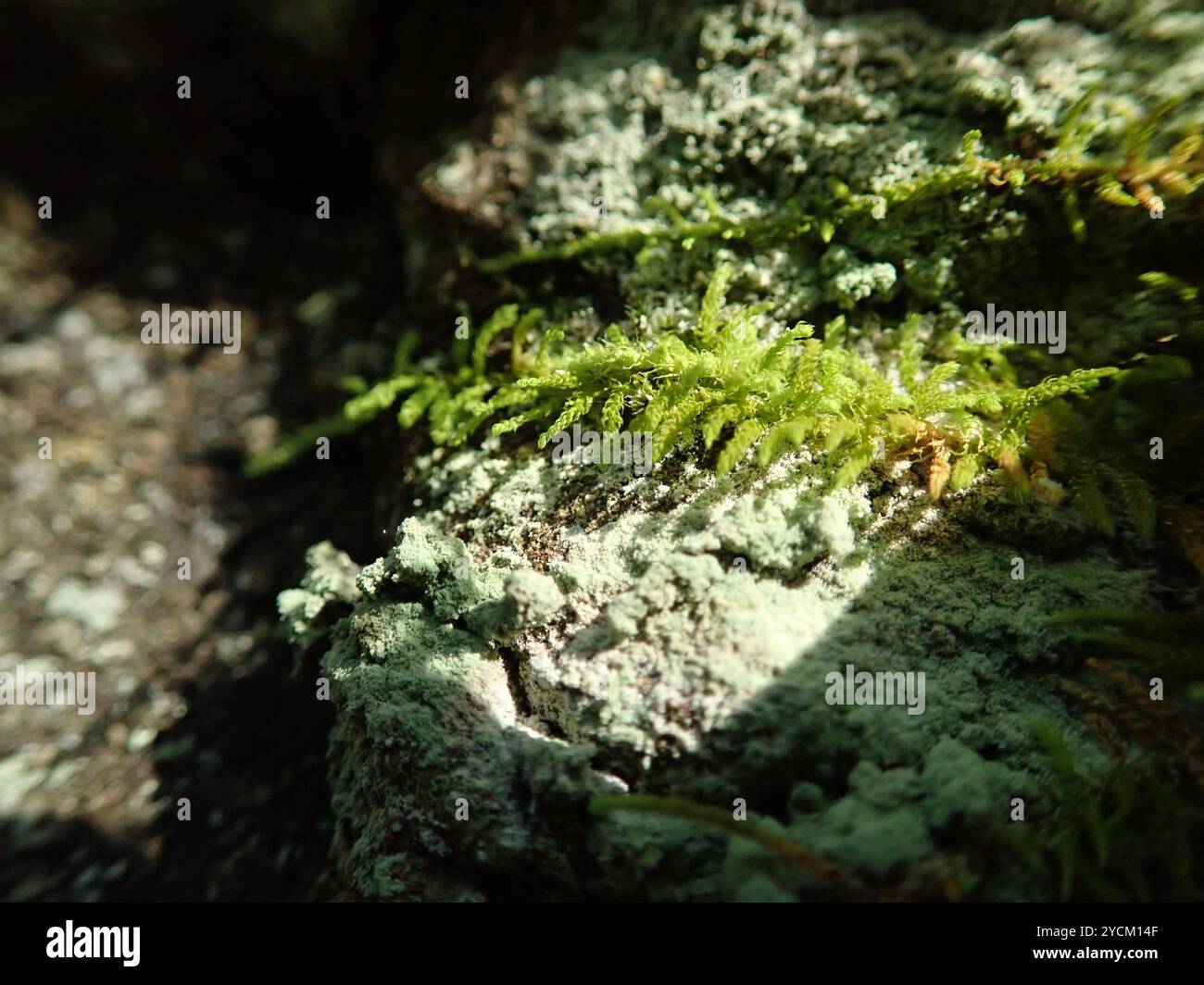 Bolander's claopodium moss (Claopodium bolanderi) Plantae Stock Photo ...