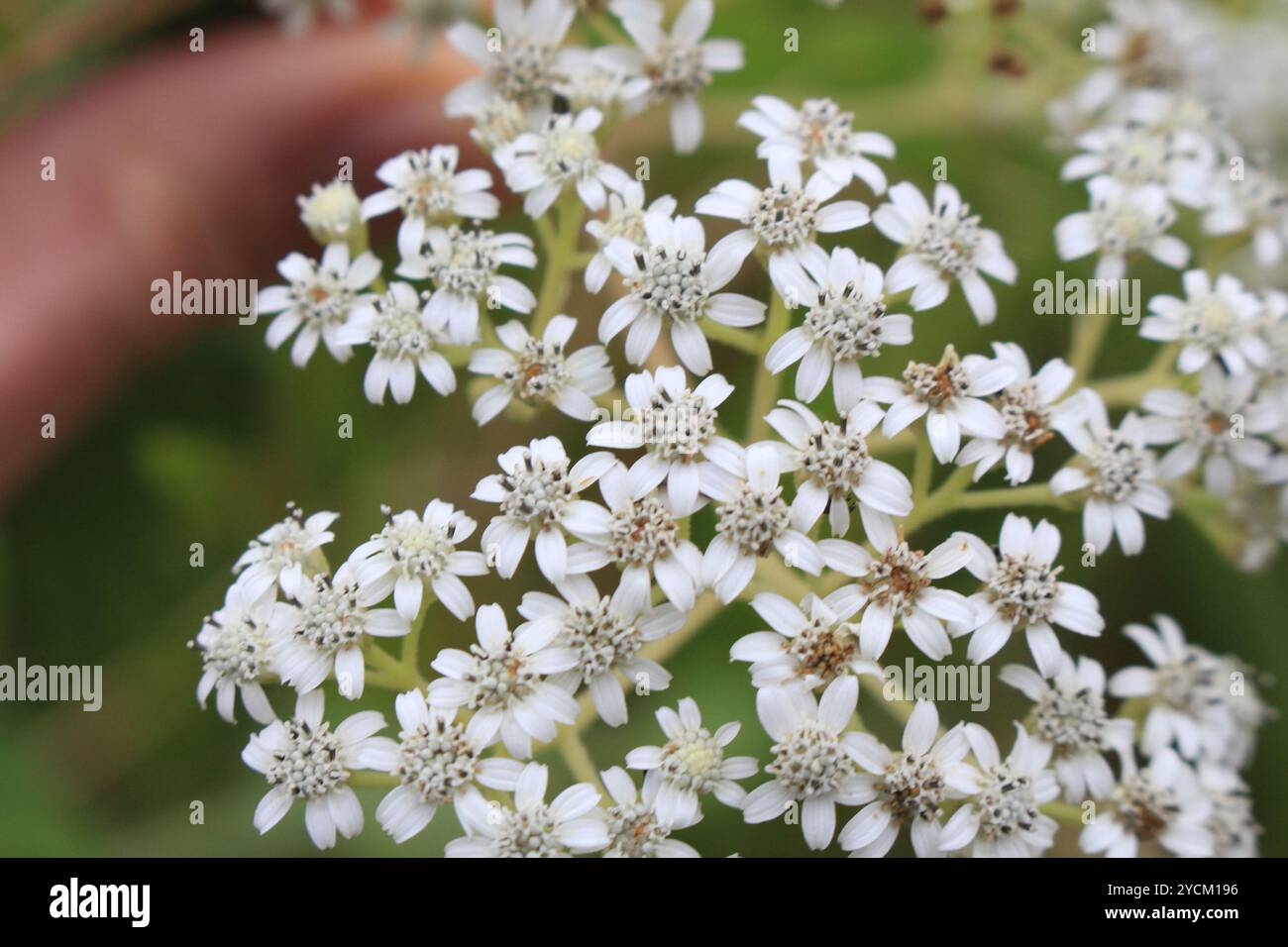 Mexican tree daisy (Verbesina turbacensis) Plantae Stock Photo - Alamy