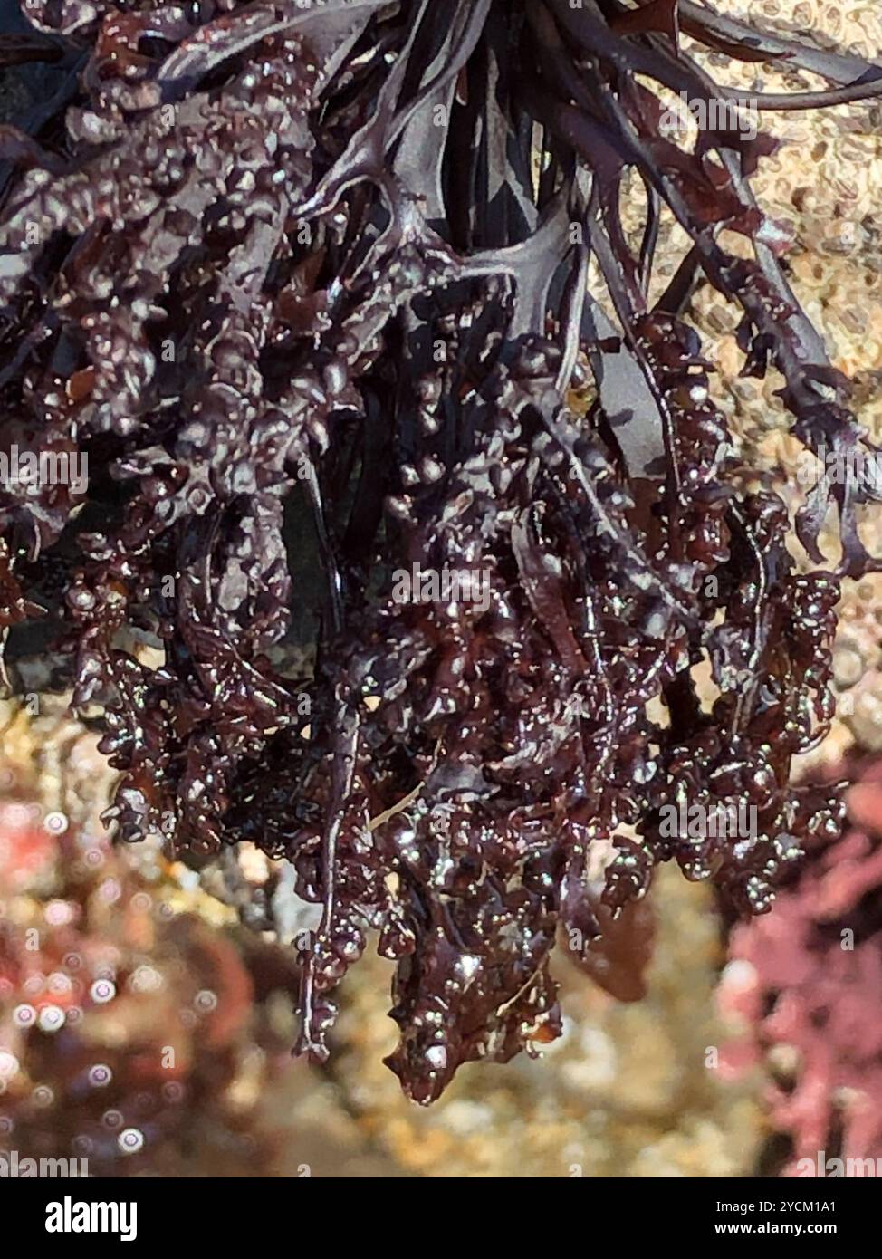 encrusting red algae (Mastocarpus) Plantae Stock Photo - Alamy