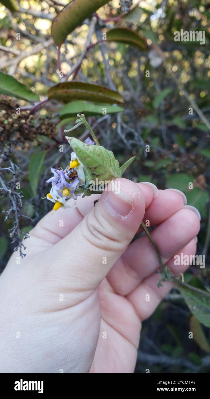 greenspot nightshade (Solanum douglasii) Plantae Stock Photo - Alamy