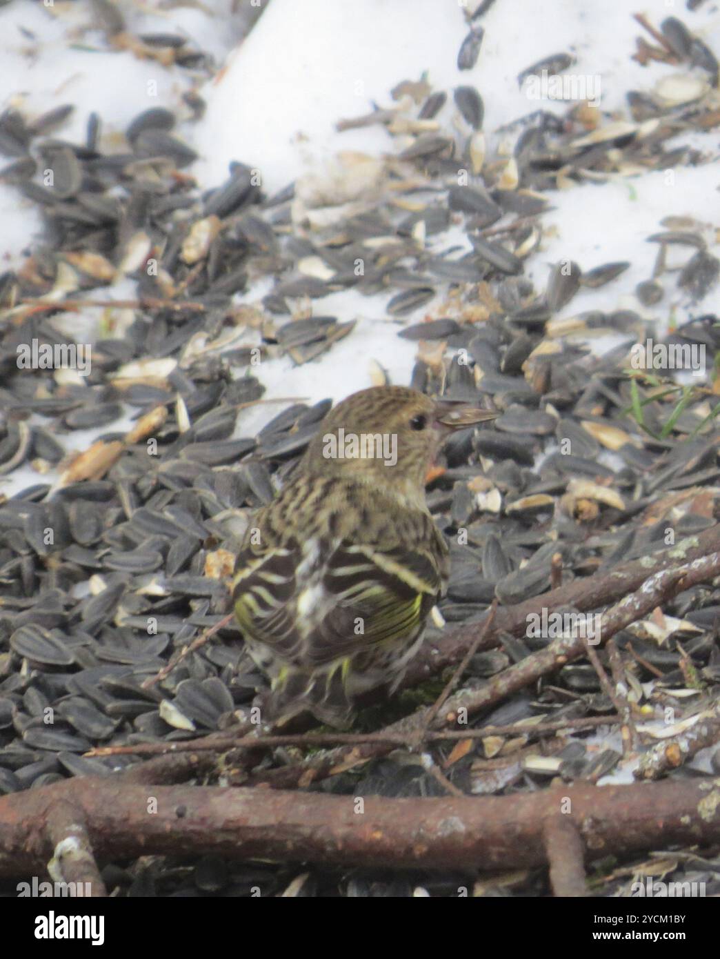 Pine Siskin (Spinus pinus) Aves Stock Photo - Alamy
