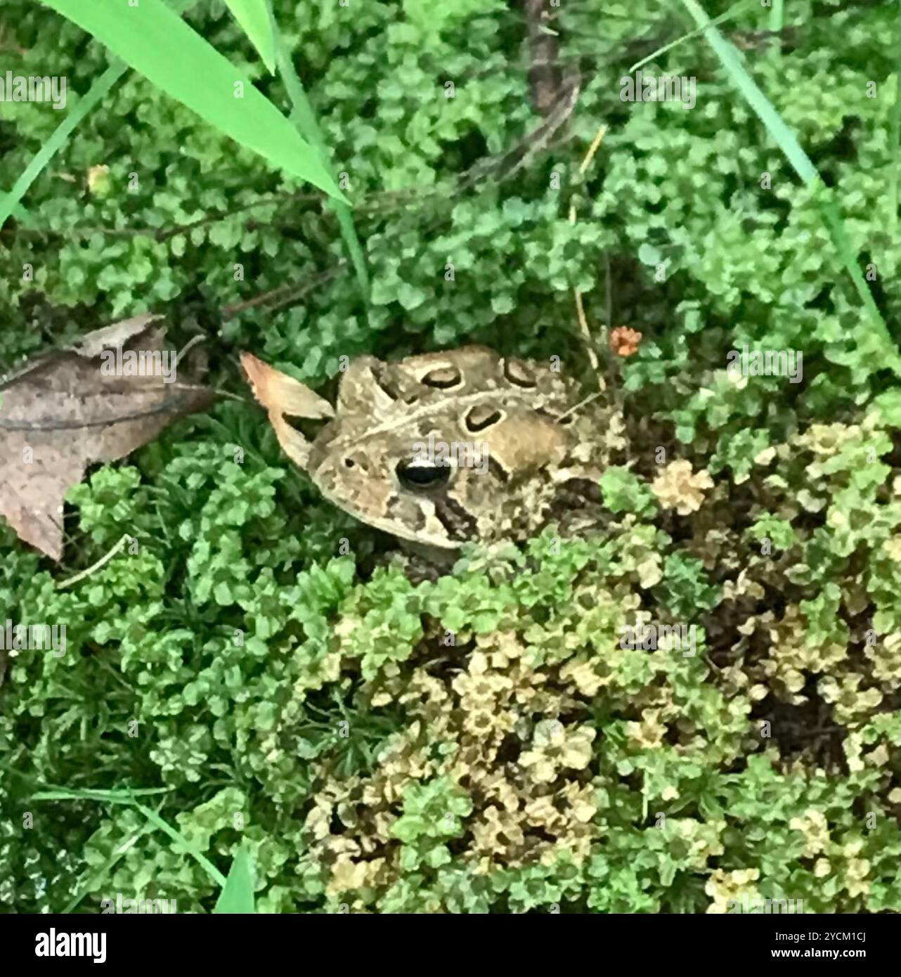 American Toad (Anaxyrus americanus) Amphibia Stock Photo - Alamy