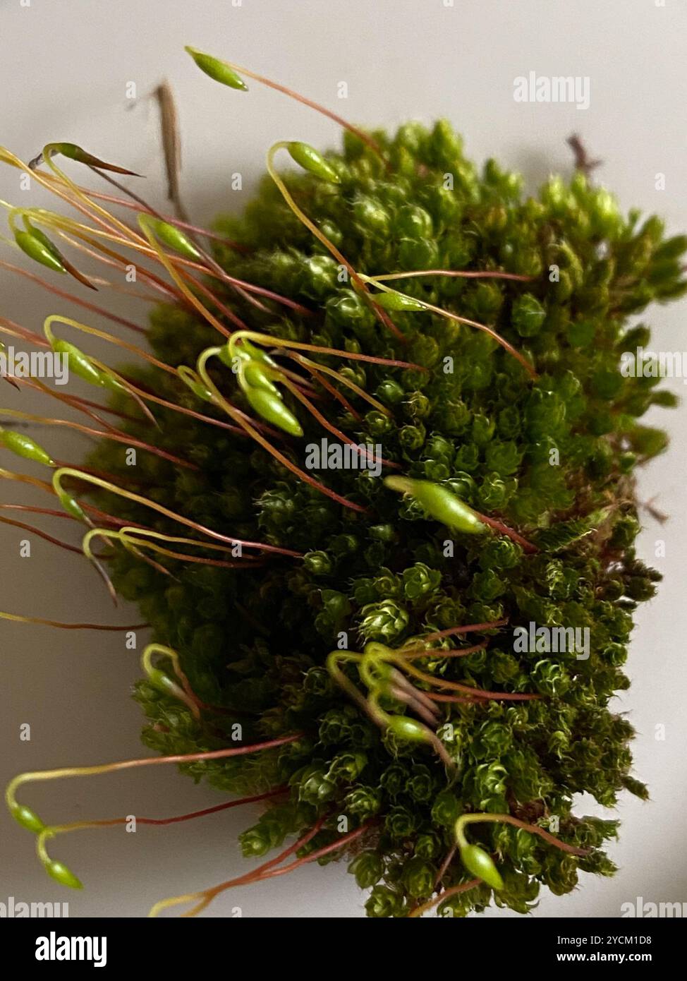 Capillary Thread-moss (Ptychostomum capillare) Plantae Stock Photo - Alamy