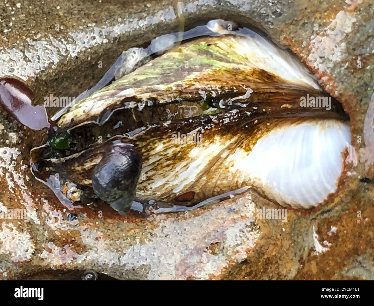 Scale-sided Piddock (Parapholas californica) Mollusca Stock Photo - Alamy