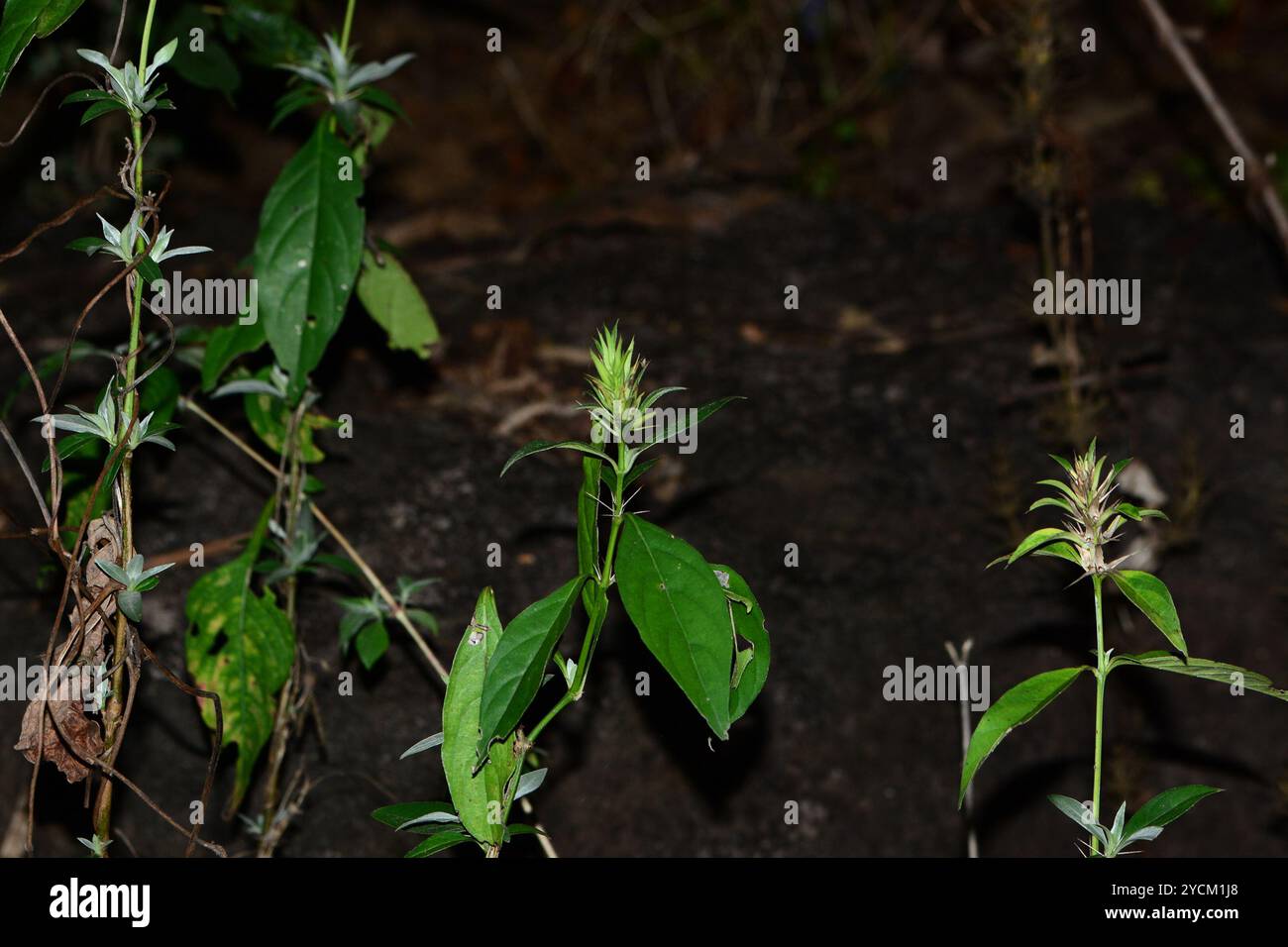 porcupine flower (Barleria prionitis) Plantae Stock Photo - Alamy