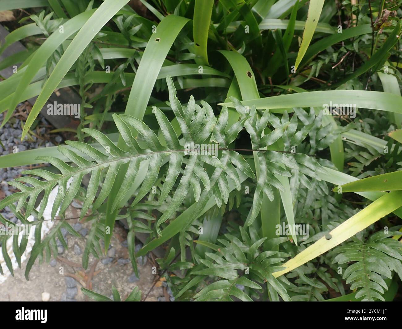 Semi-pinnated Brake (Pteris semipinnata) Plantae Stock Photo - Alamy