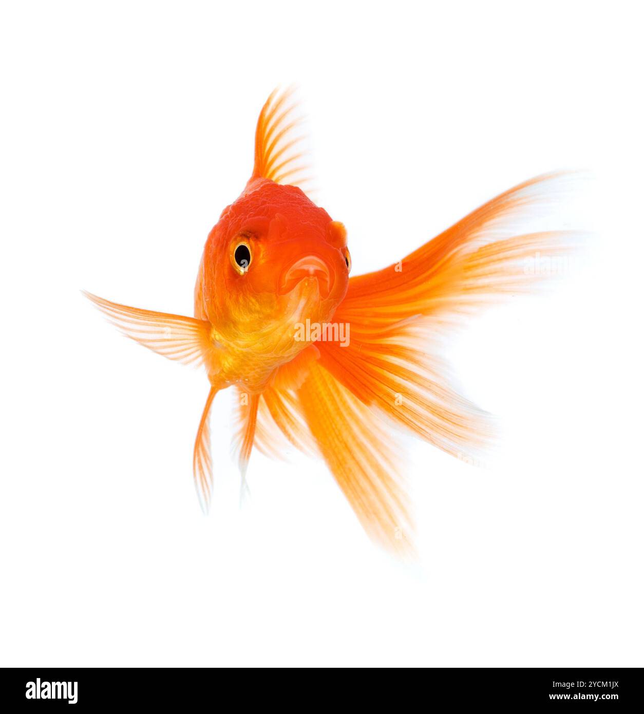 Fish habitat Cut Out Stock Images & Pictures - Alamy