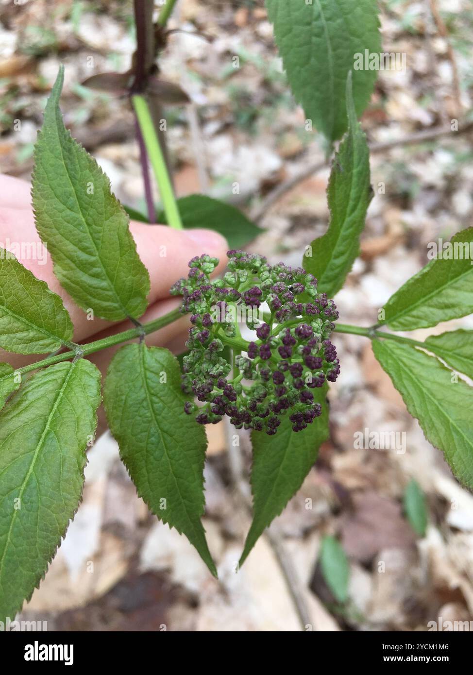 Eastern Red Elder (Sambucus racemosa pubens) Plantae Stock Photo - Alamy