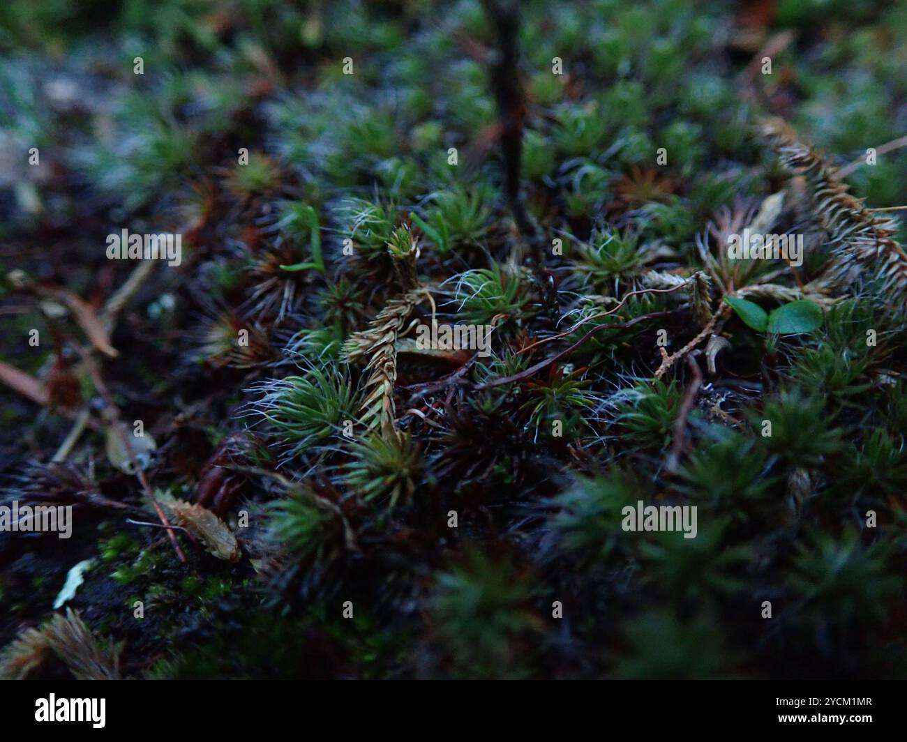 bristly haircap moss (Polytrichum piliferum) Plantae Stock Photo - Alamy