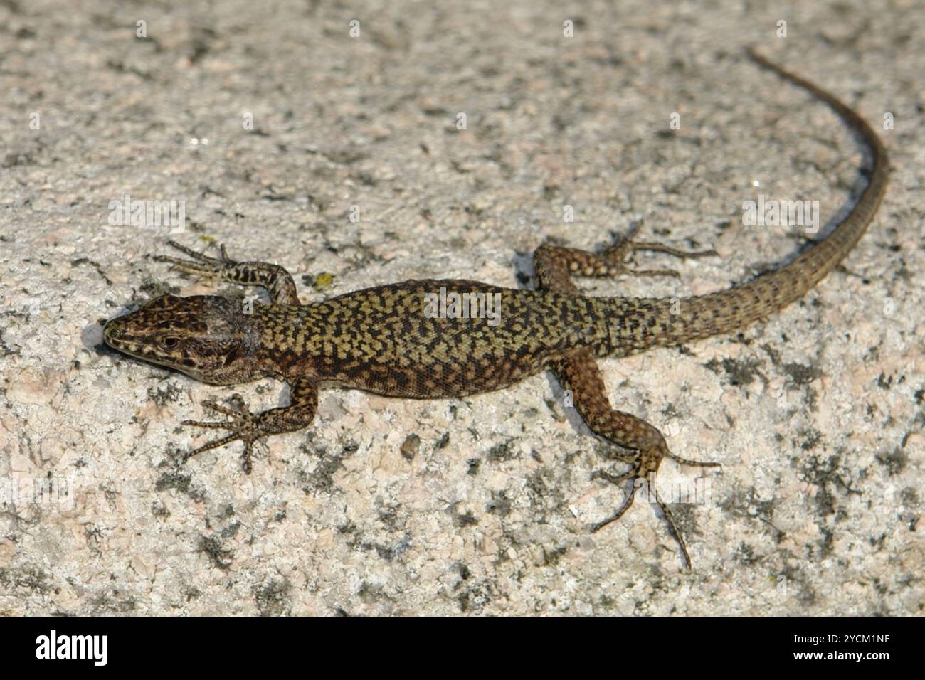 Common Wall Lizard (Podarcis muralis) Reptilia Stock Photo - Alamy