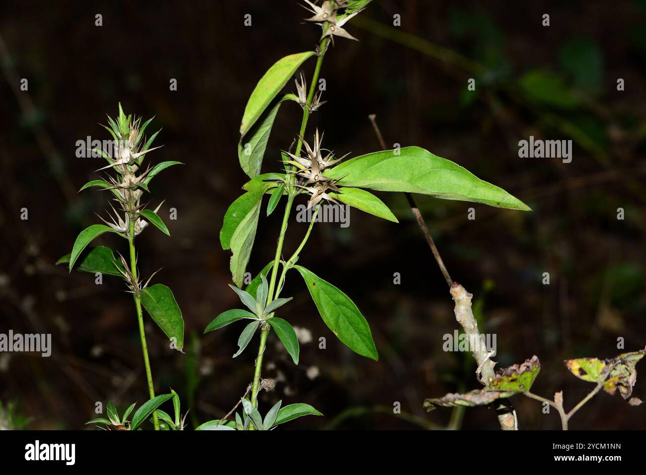 porcupine flower (Barleria prionitis) Plantae Stock Photo - Alamy