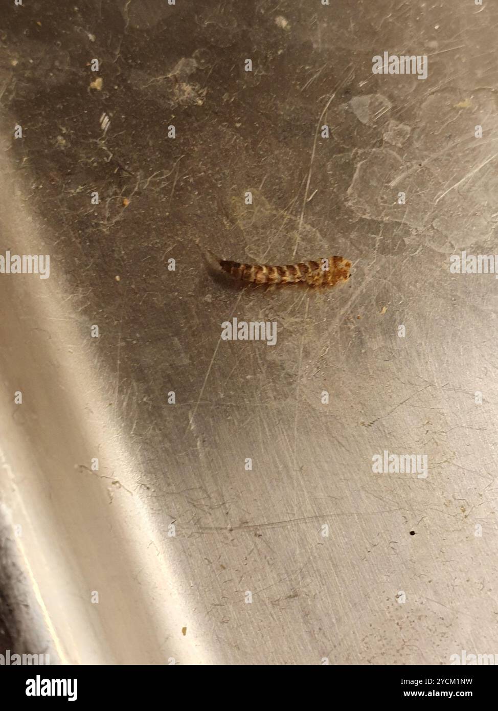 Black Carpet Beetles (Attagenus) Insecta Stock Photo - Alamy