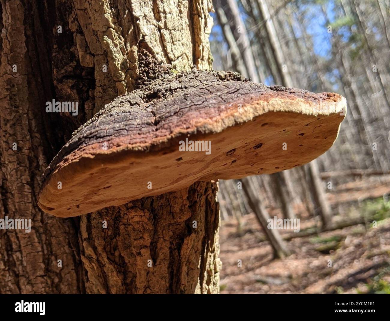 artist's bracket (Ganoderma applanatum) Fungi Stock Photo - Alamy