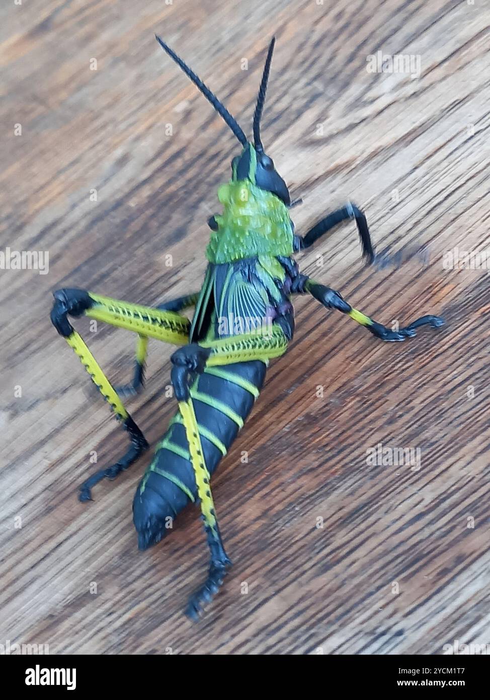 Leprous Milkweed Locust (Phymateus leprosus) Insecta Stock Photo - Alamy