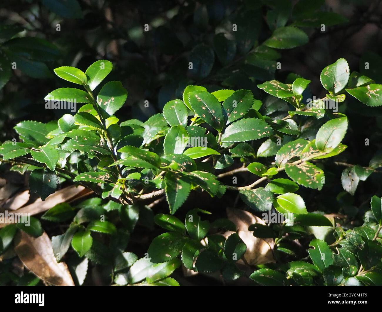 (Eurya crenatifolia) Plantae Stock Photo - Alamy