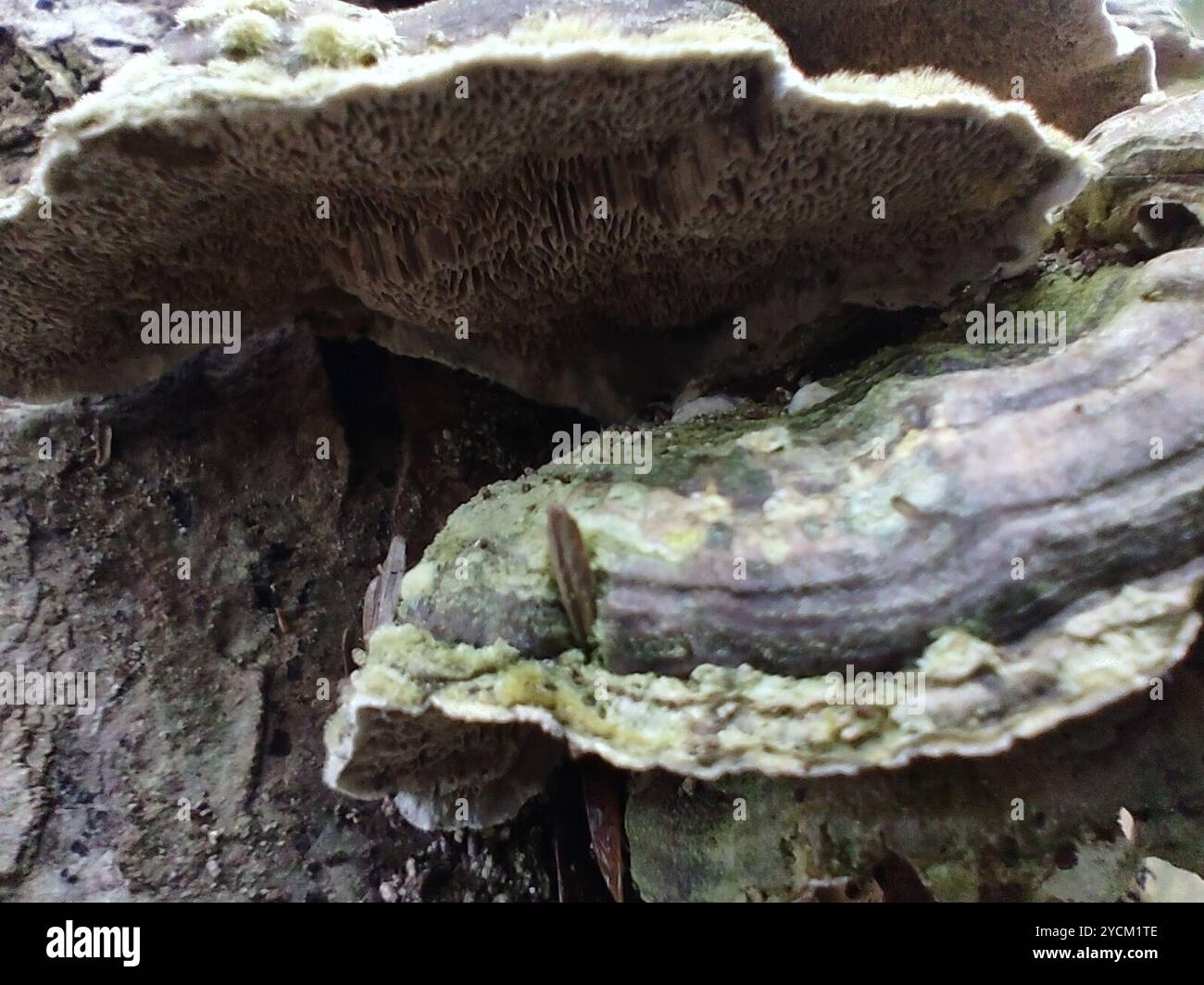 Cerrena hi-res stock photography and images - Alamy