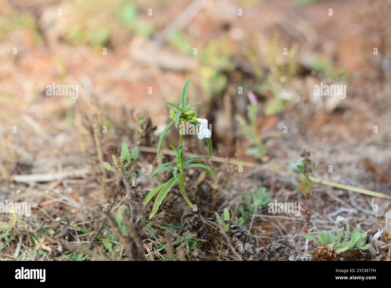 Lesser Centaury (Centaurium pulchellum) Plantae Stock Photo - Alamy