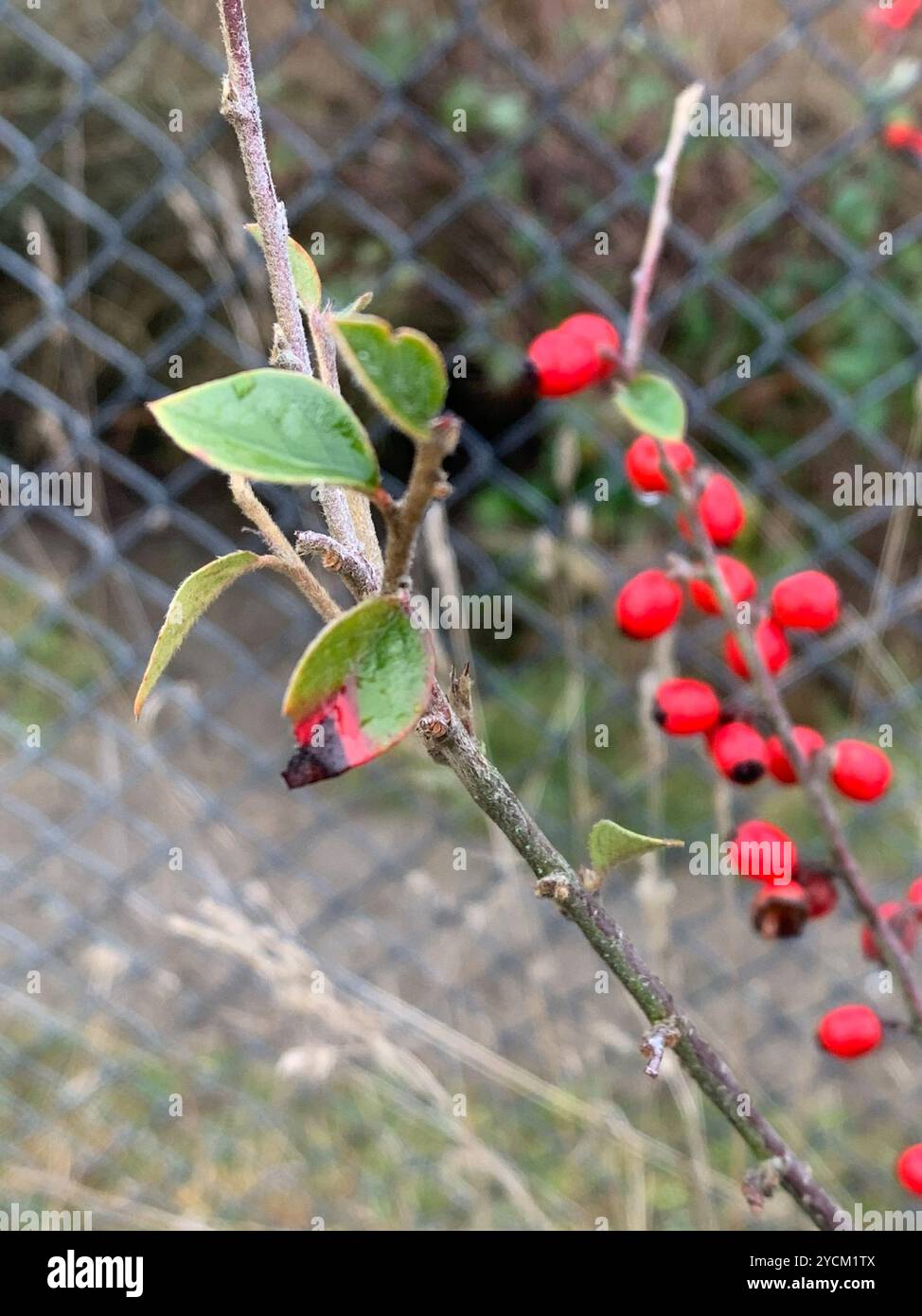 Himalayan cotoneaster (Cotoneaster simonsii) Plantae Stock Photo - Alamy