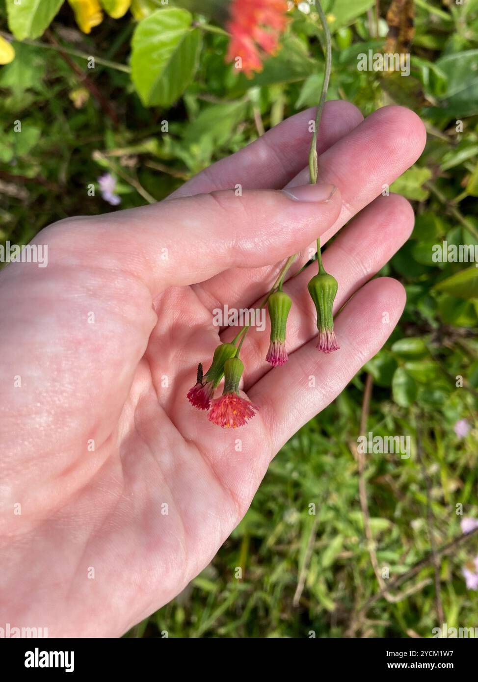 Red Tasselflower (Emilia fosbergii) Plantae Stock Photo - Alamy