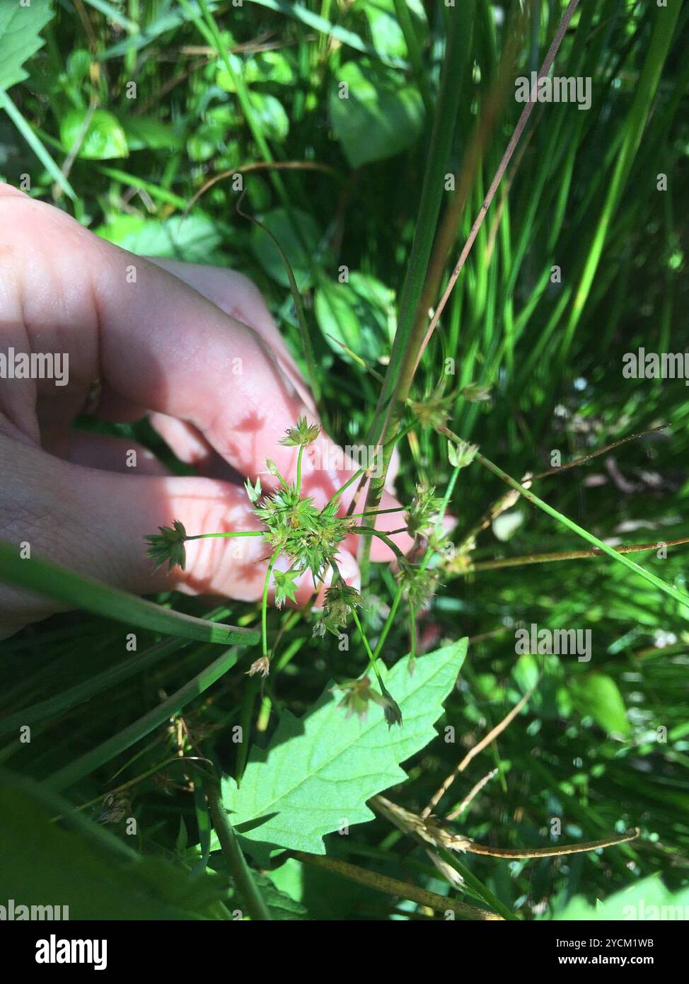 Jointed rush (Juncus articulatus) Plantae Stock Photo - Alamy