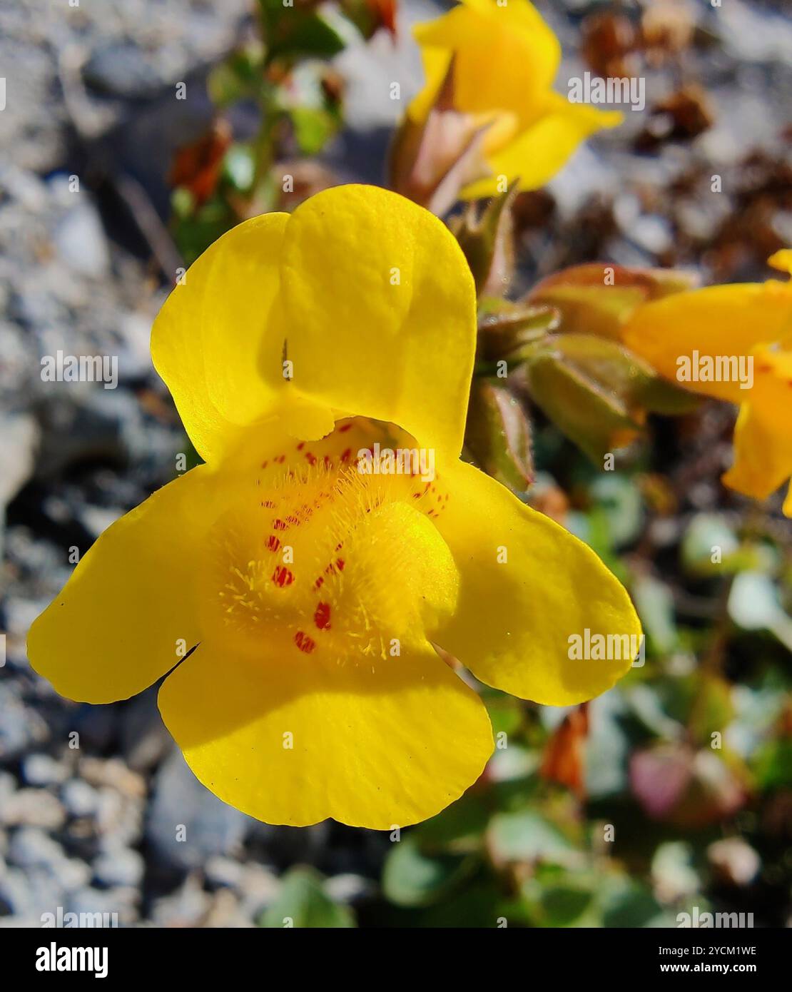 magnificent seep monkeyflower (Erythranthe grandis) Plantae Stock Photo ...