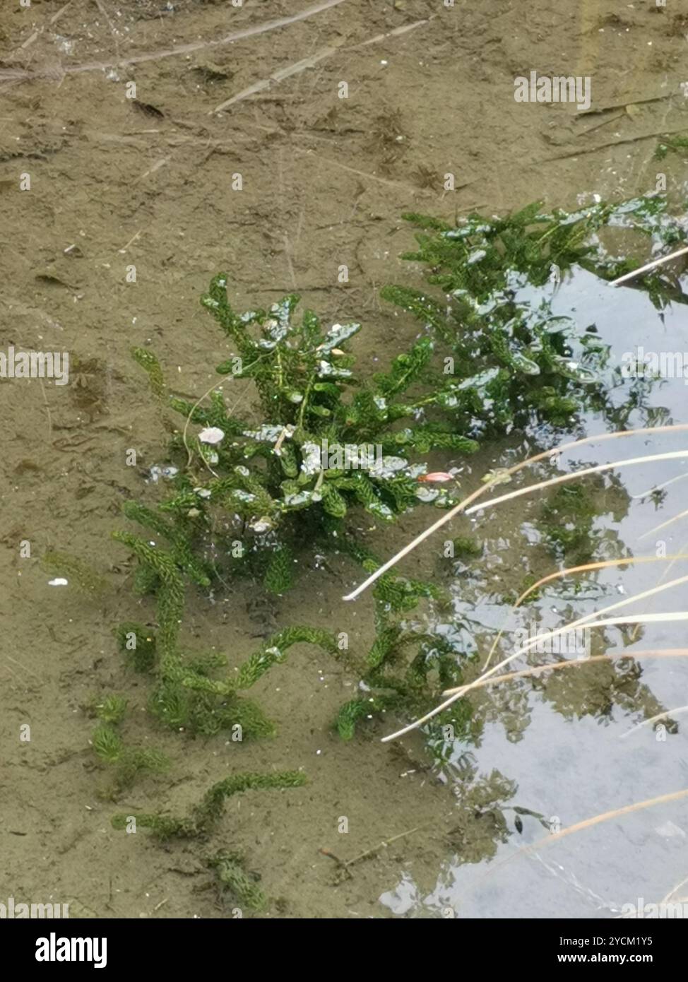 Curly waterweed (lagarosiphon major) hi-res stock photography and ...