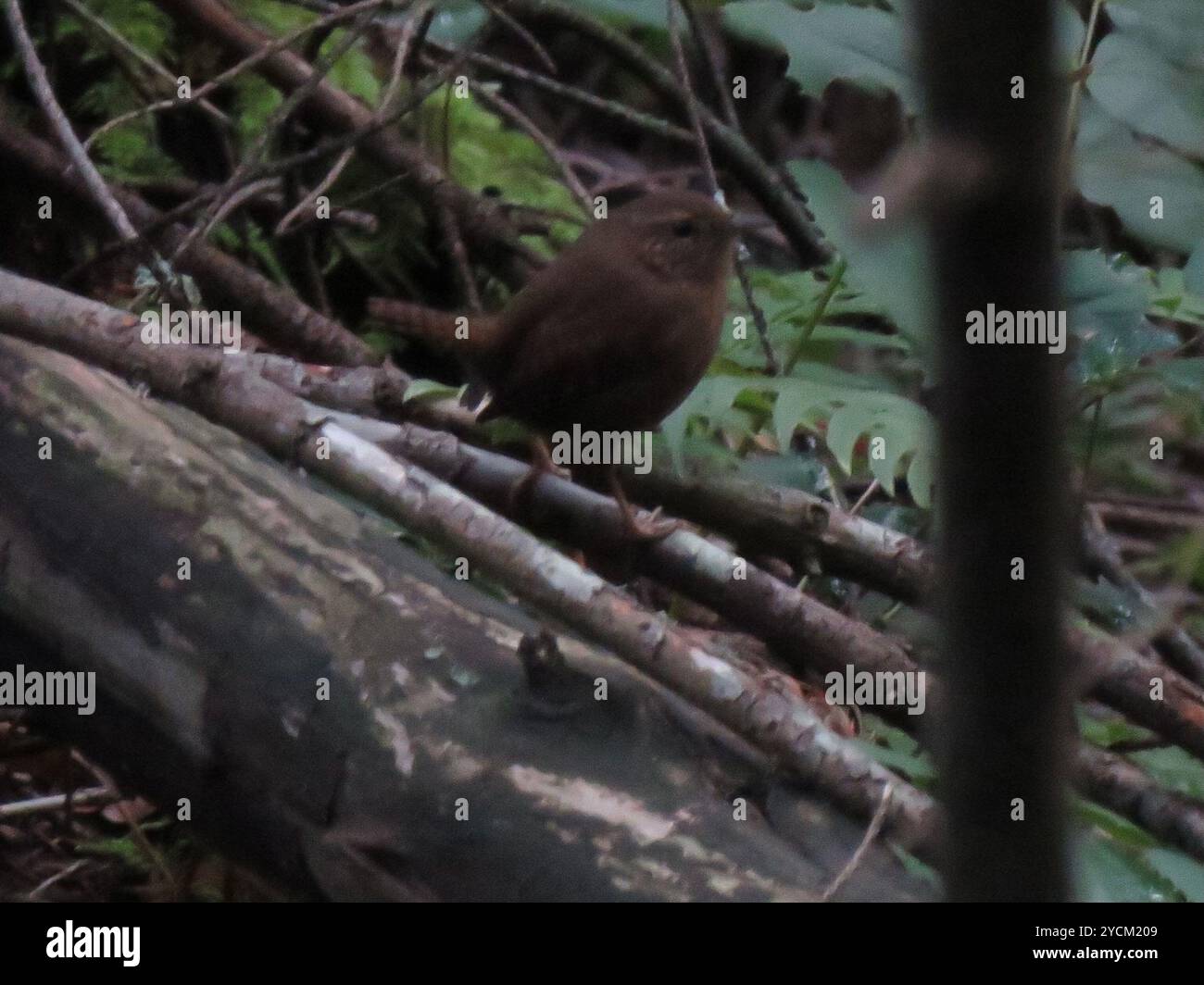 Pacific Wren (Troglodytes pacificus) Aves Stock Photo - Alamy